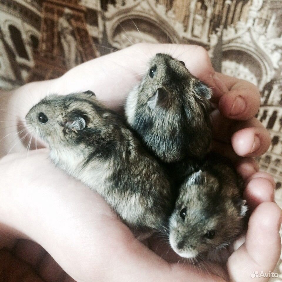 Джунгарские хомяки