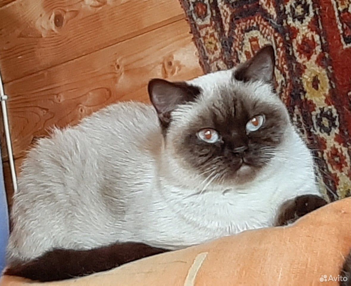 Британская кошечка, 3 года