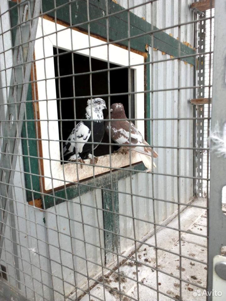 Игровые голуби