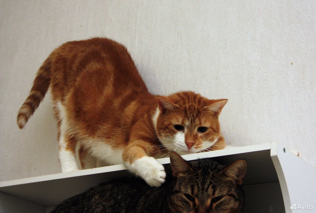 Ханни добрая кошечка