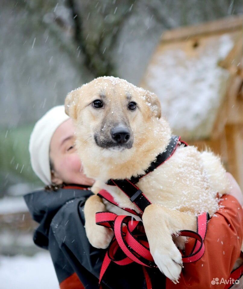 Собака в добрые руки