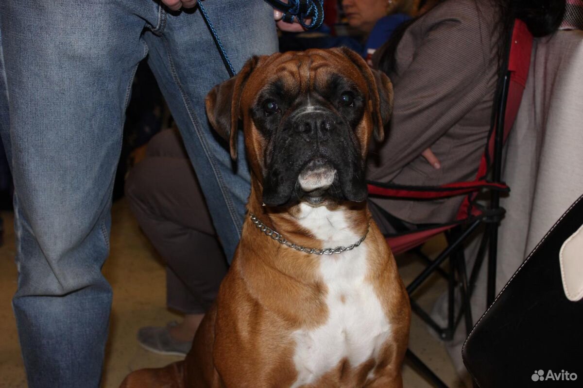 Боксер вязка