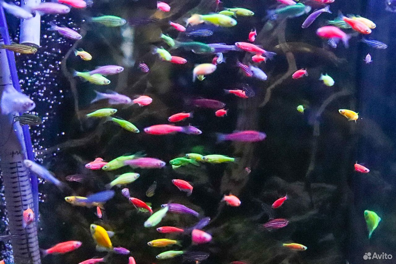 Данио Glo (собственное разведение)