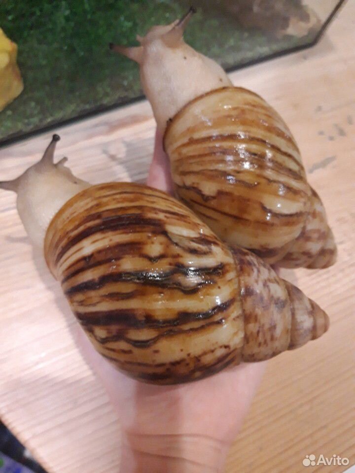 Архахатины маргината овум акро