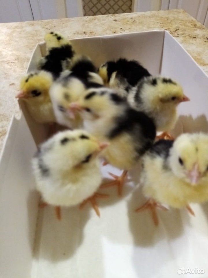Цыплята