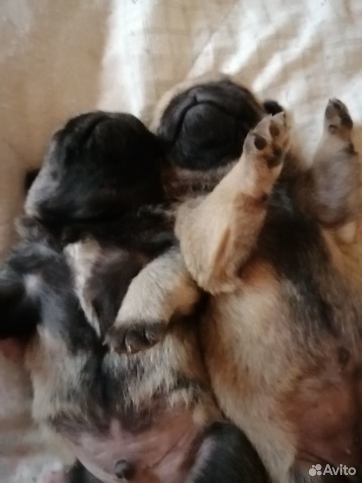 Мопс
