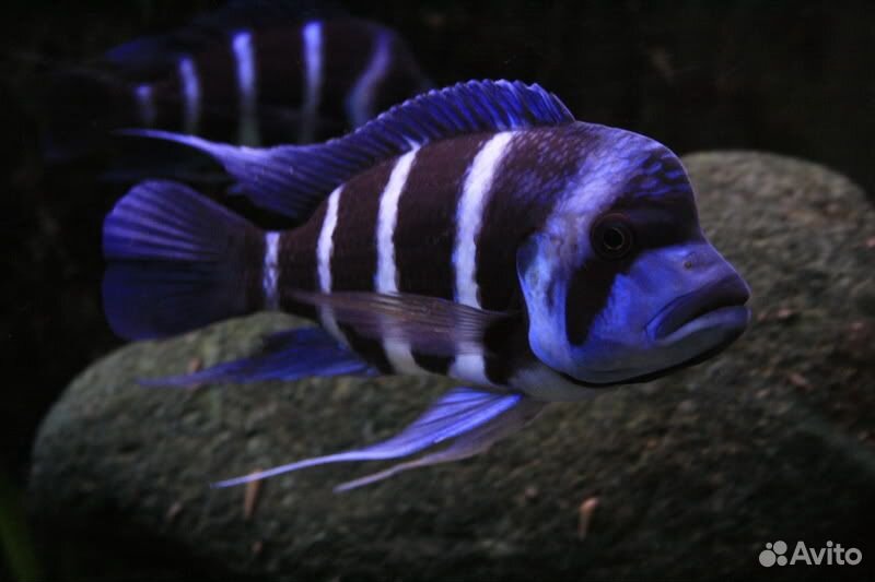 Frontosa blue zaire moba\ Фронтоза блю заир моба