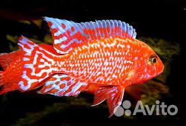 Земляничка. Аулонокара. Красный дракон