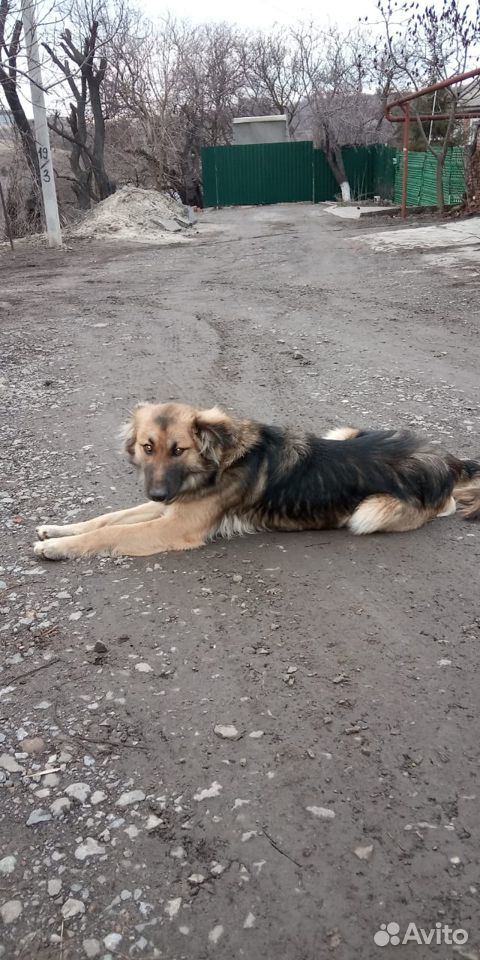 В добрые ручки