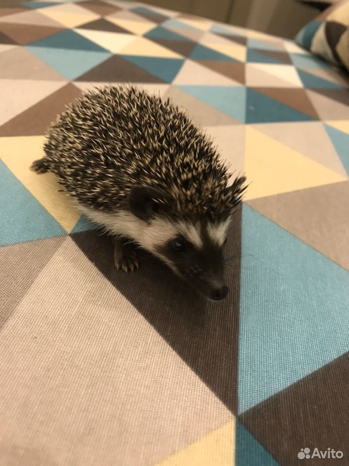 Еж