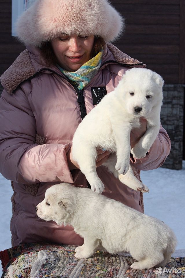 Собака