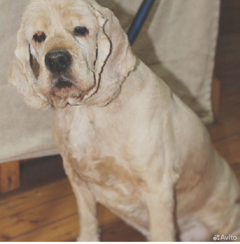 Добрый Лексус в дар