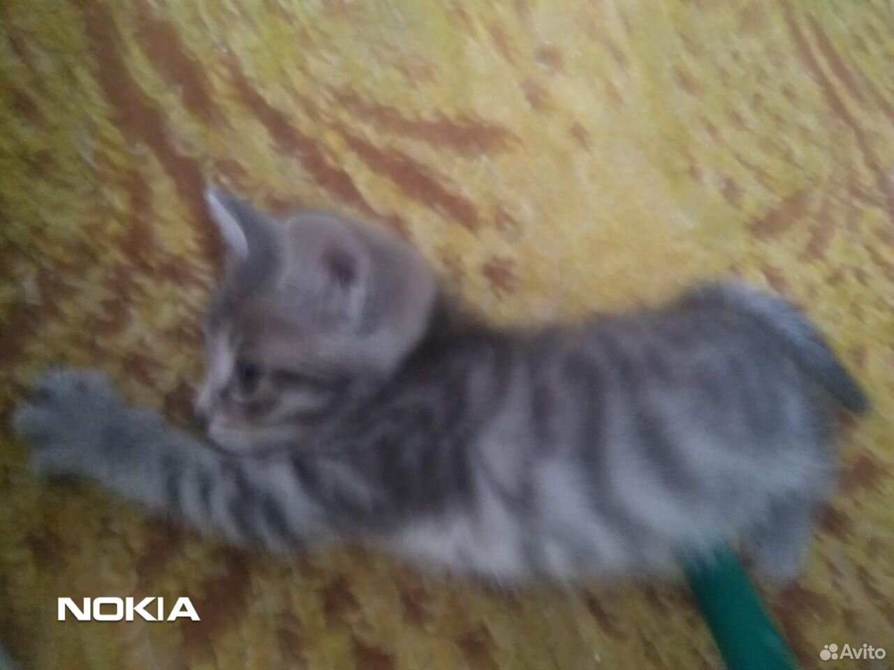 Кошка бельгийская