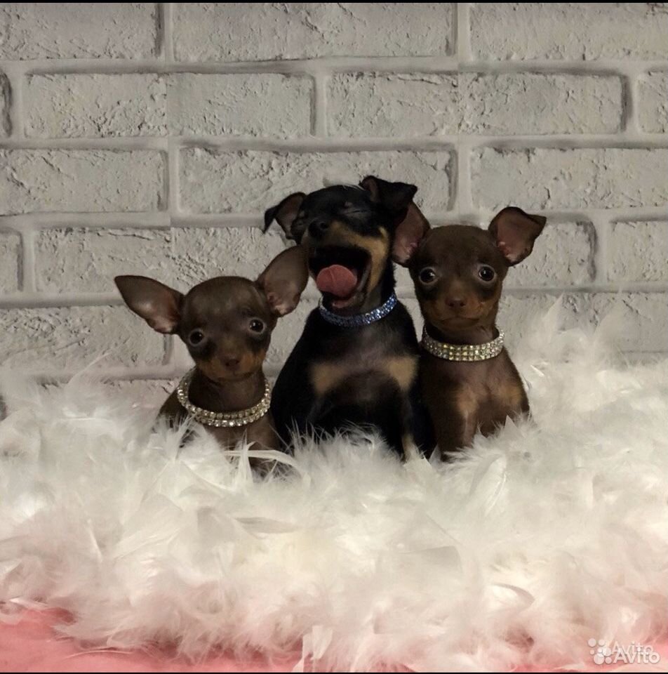 Чудо в перьях