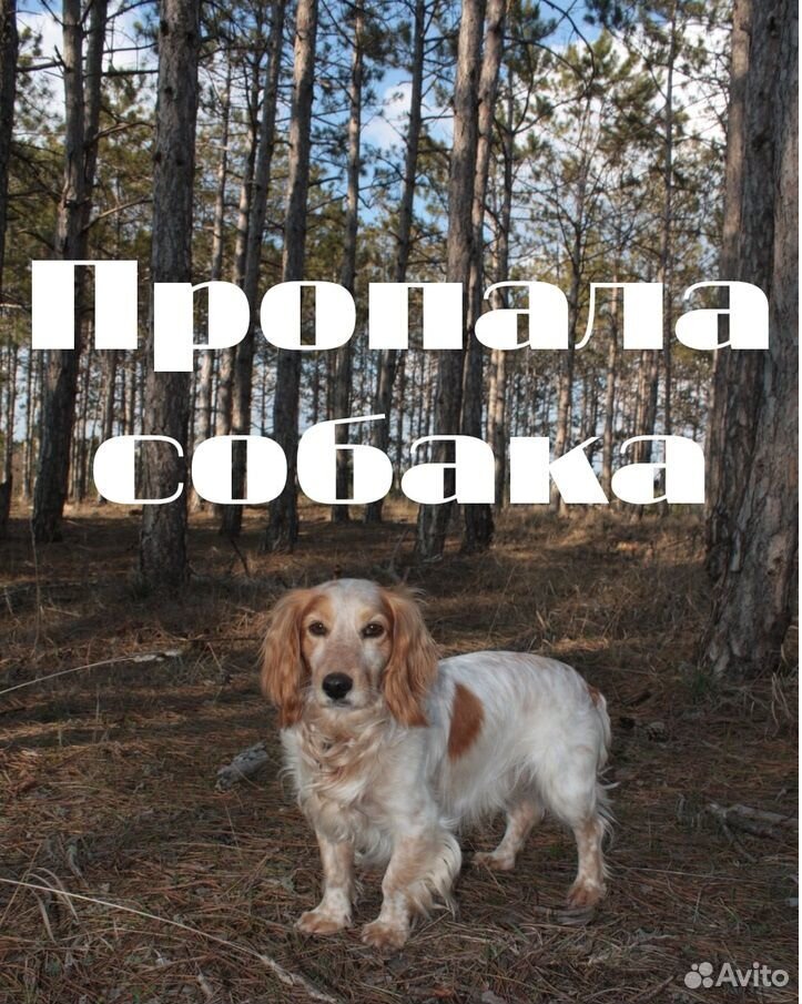 Пропал спаниель