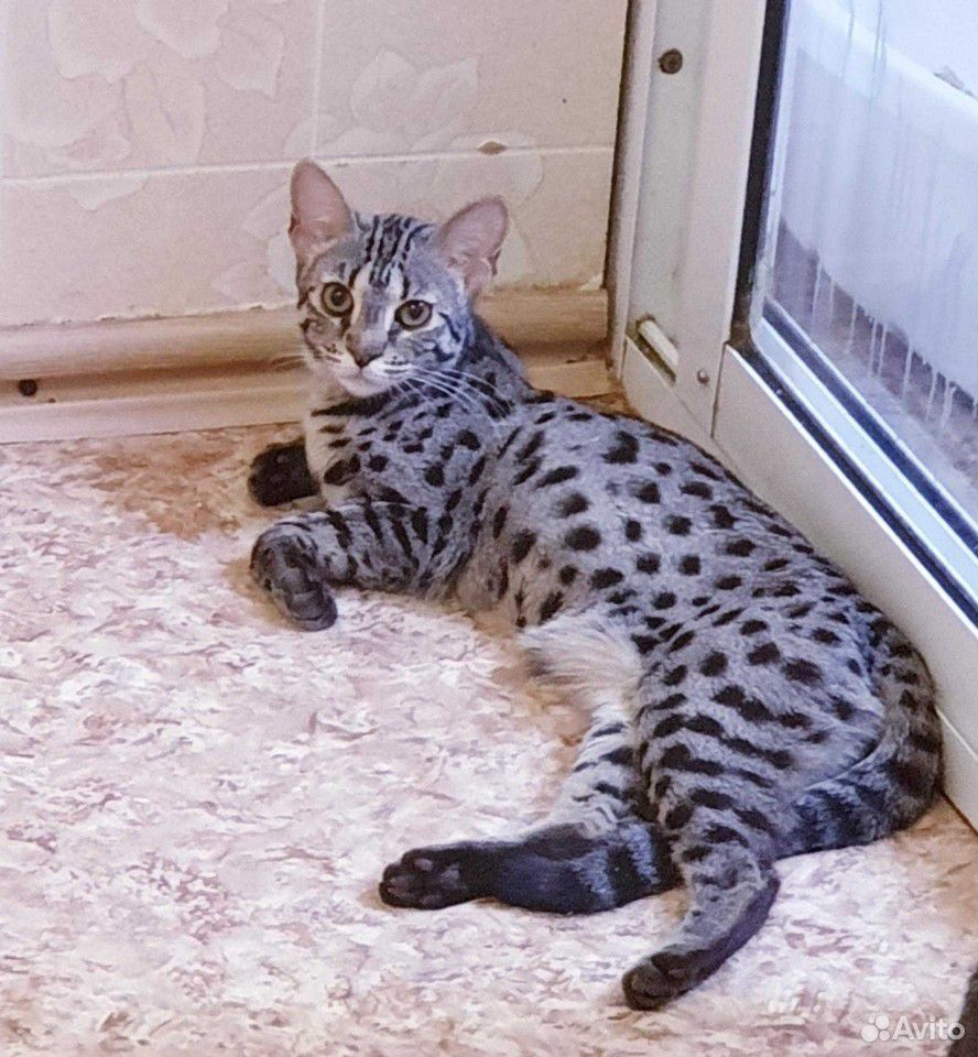 Мальчик ф1 алк бенгал