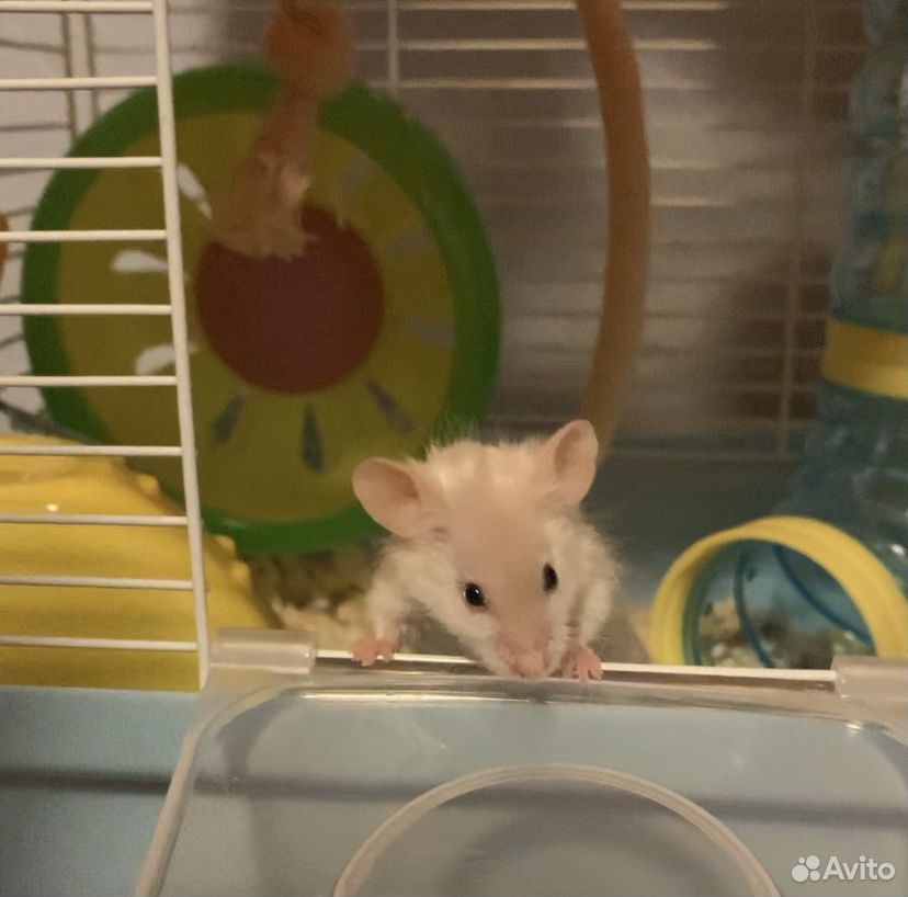 Сатиновые мышата