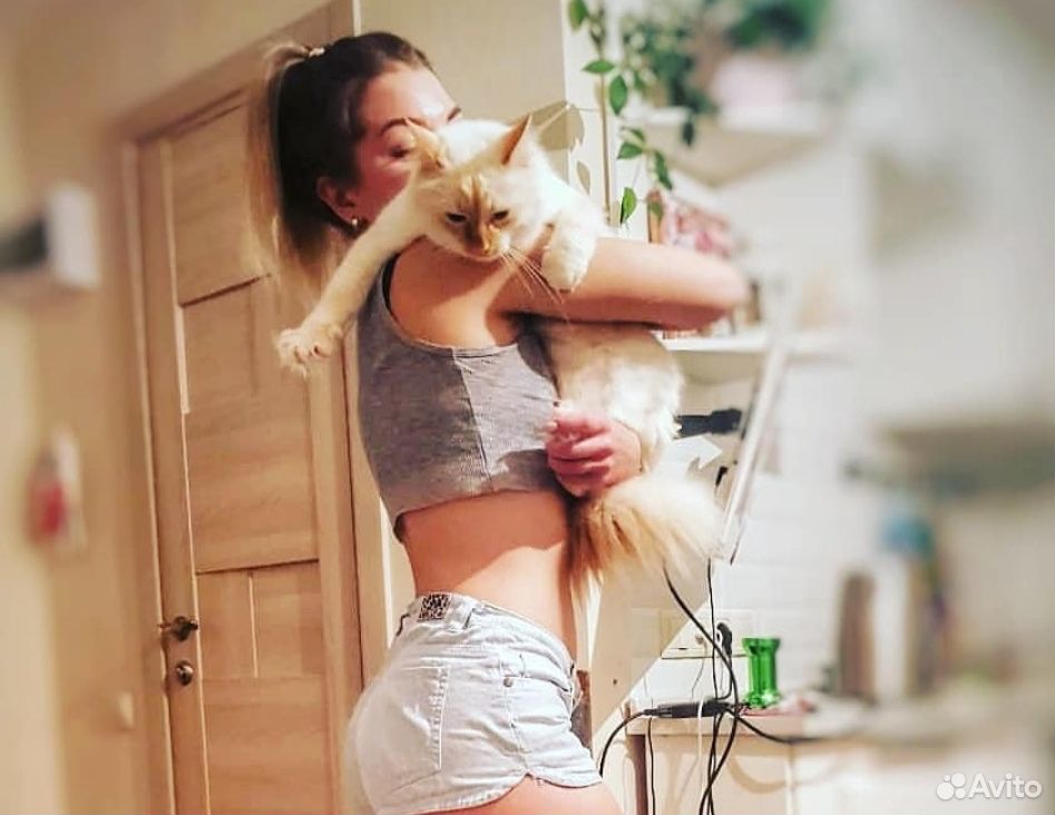 Кот Есений ищет дом