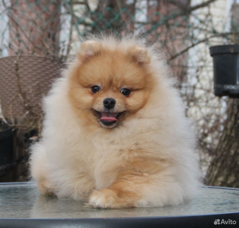 Шикарный парень ищет семью