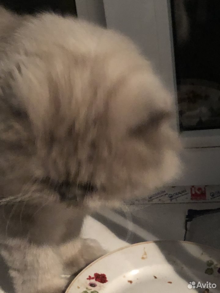 Ждём кошечку