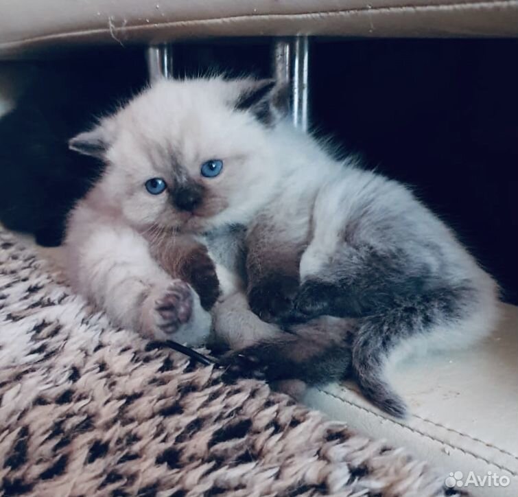 Шотландские котята