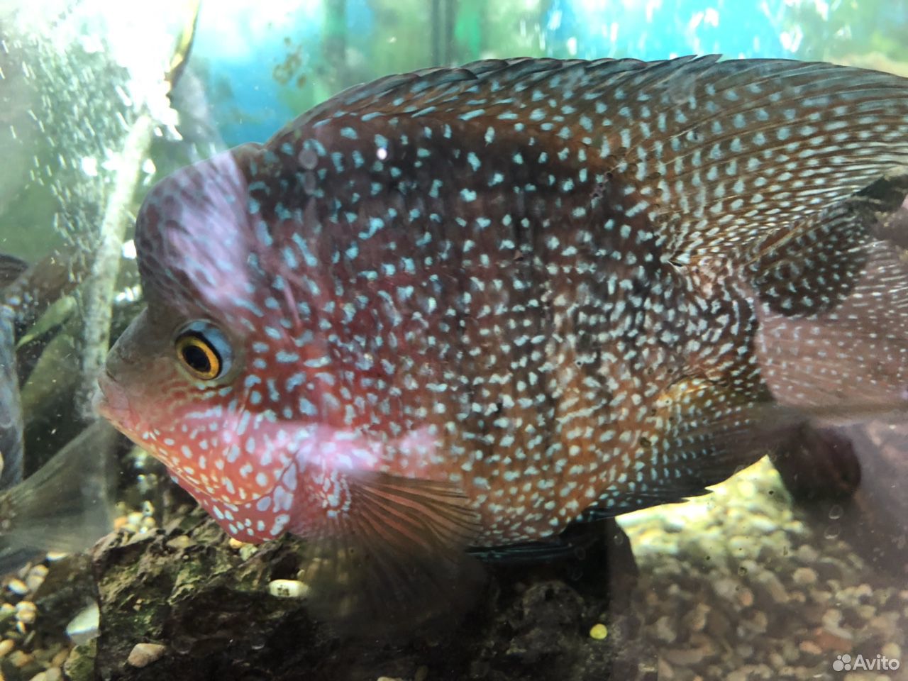 Бриллиантовый попугай