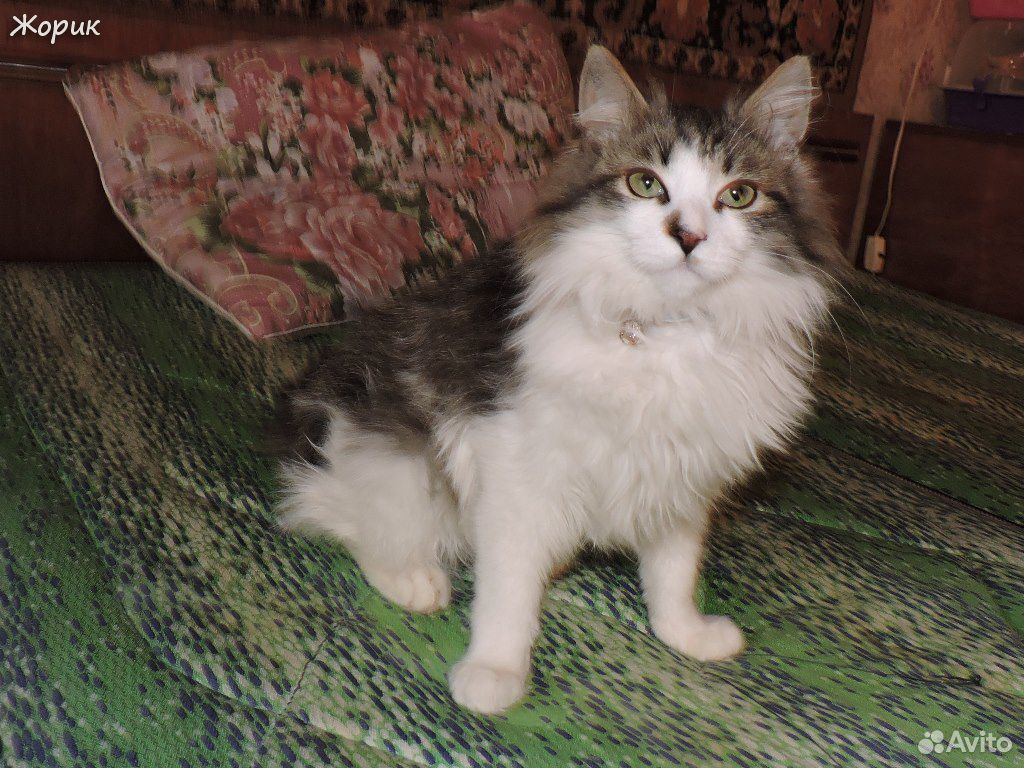 Шикарный норвежский лесной котенок