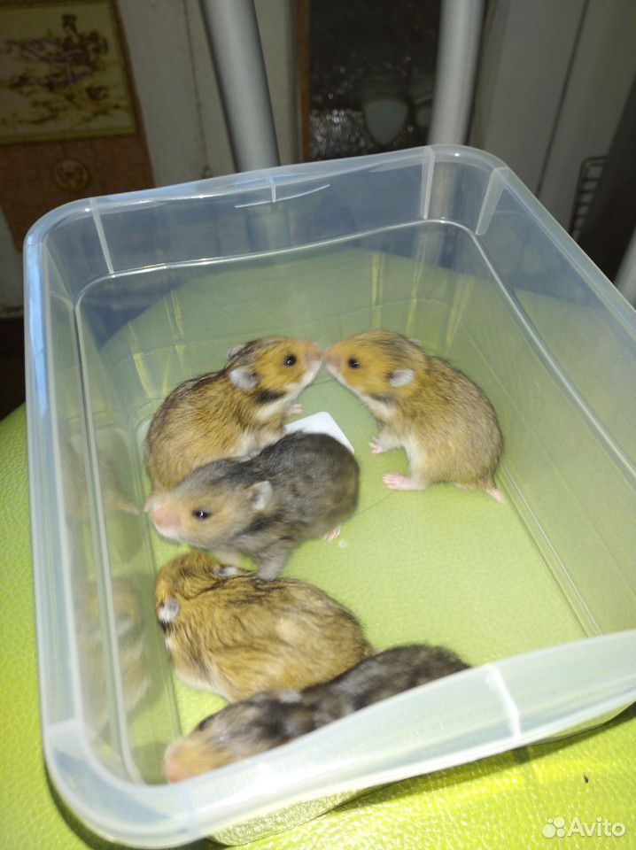 Хомяк(хомячки, хомяки)