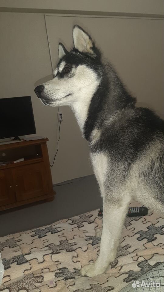 Сибирский хаски