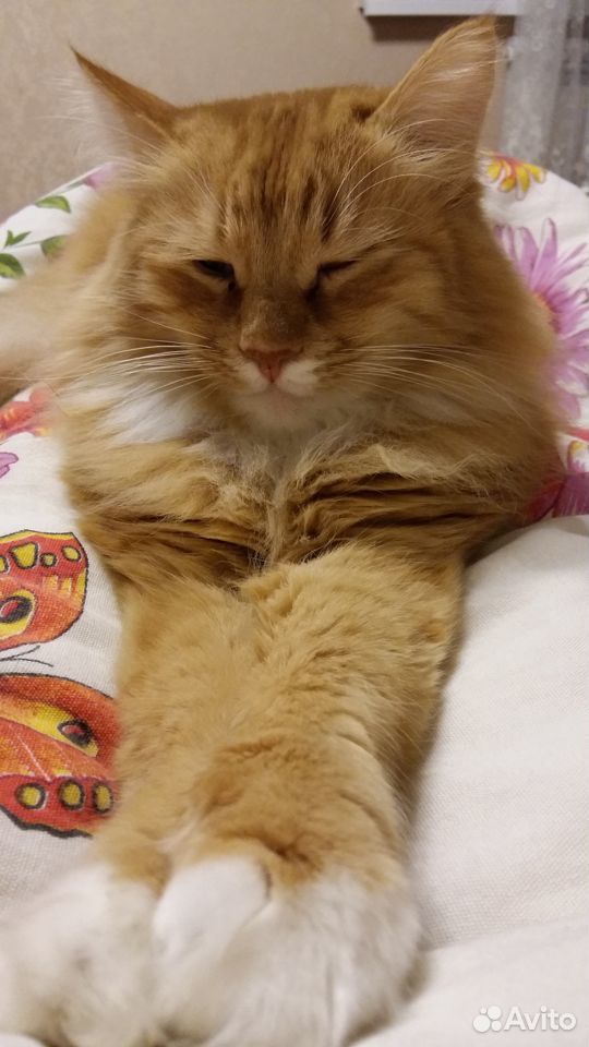 Кот для добрых хозяев