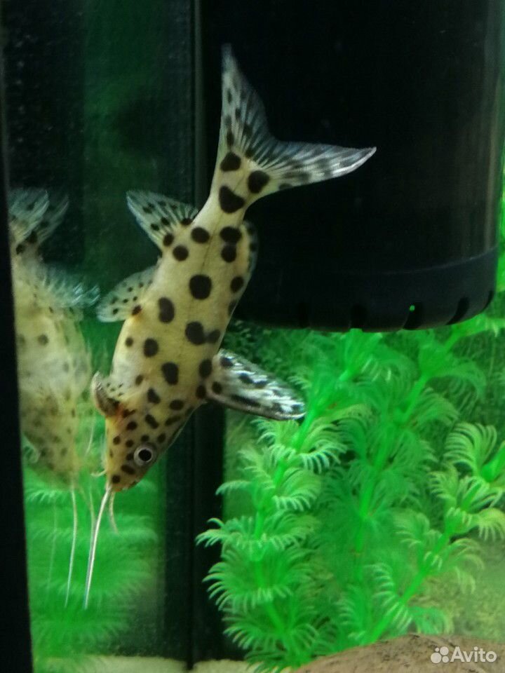 Сом синодонтис (кукушка)