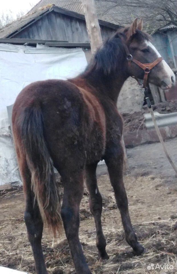 Продаю лашадь и быка