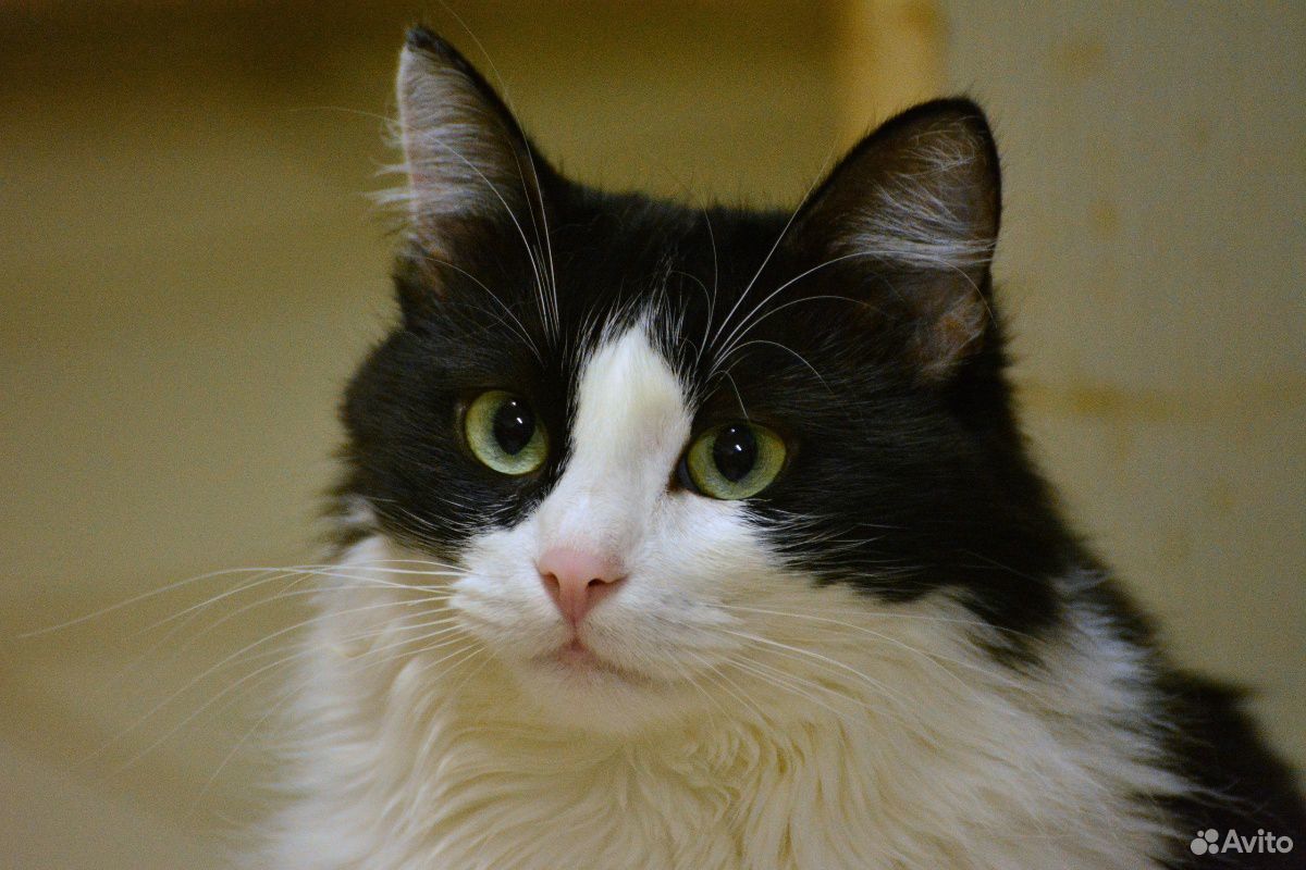 Очаровательная Веста ищет дом