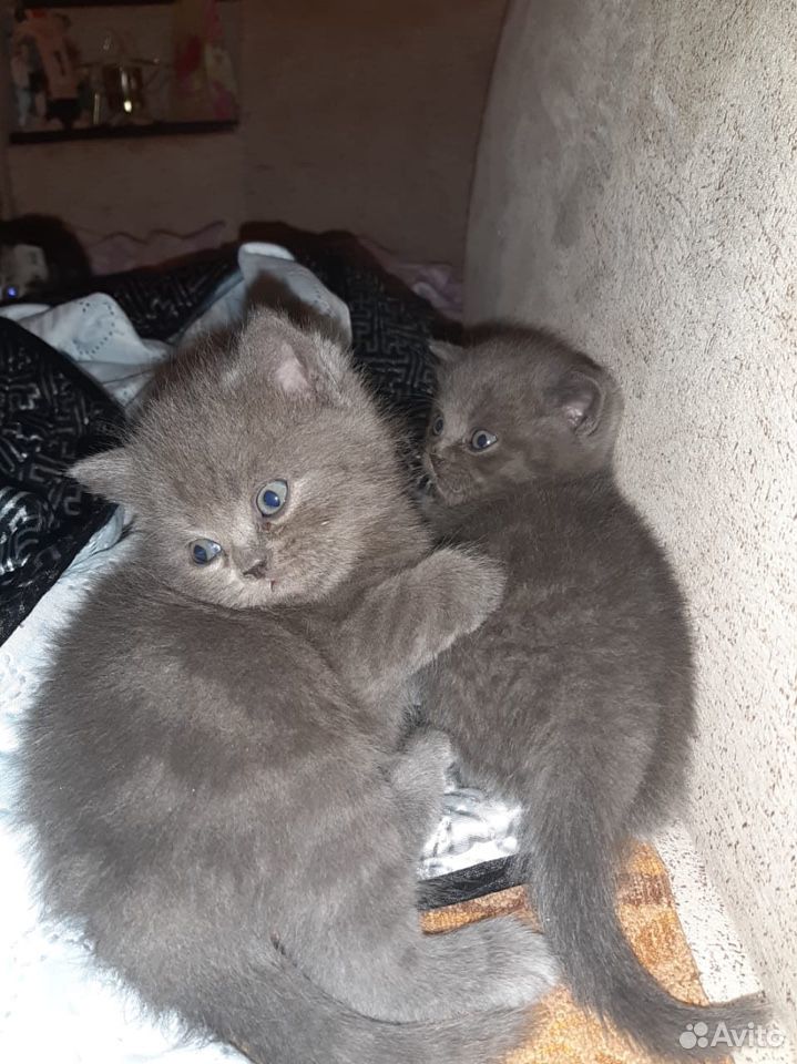 Шотландочка