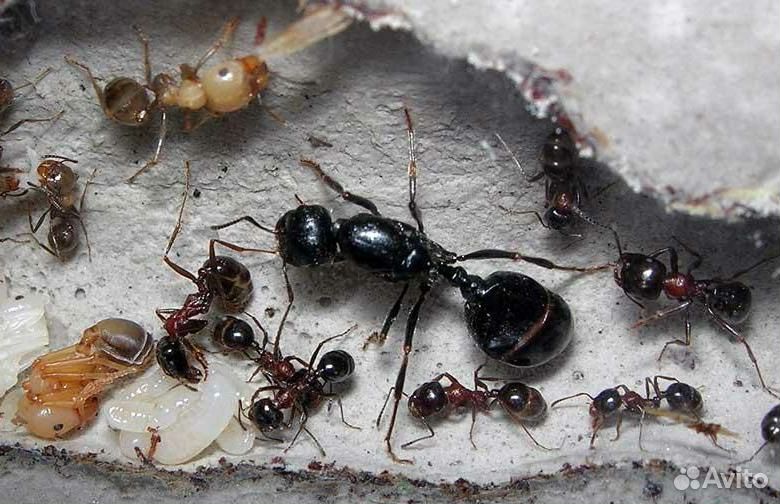 Муравьи Messor Denticulatus
