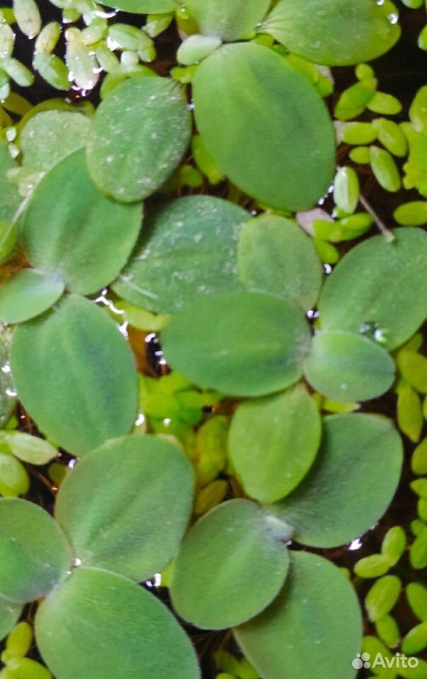 Пистия и роголистник