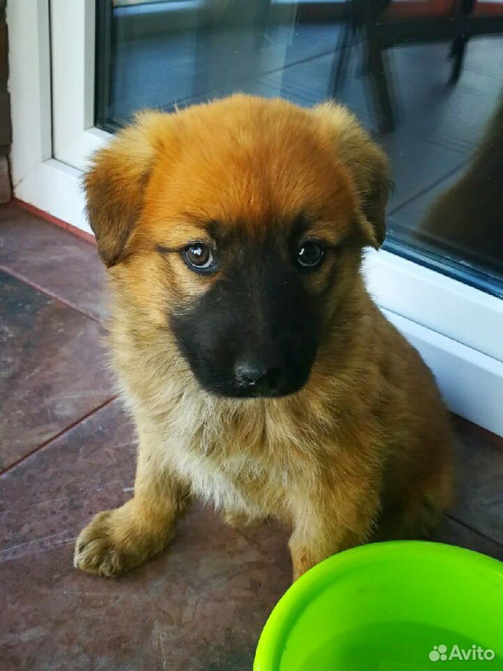 Рыжая красавица в добрые руки