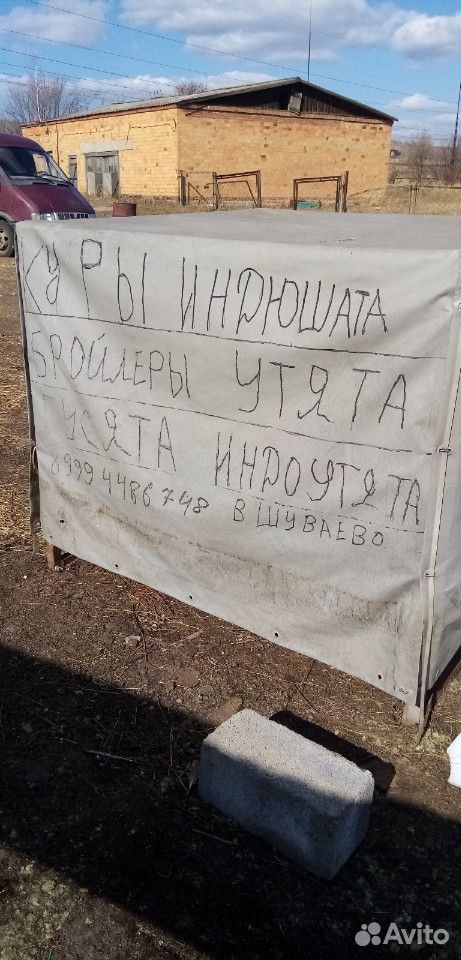 Индоутята мускусные утята
