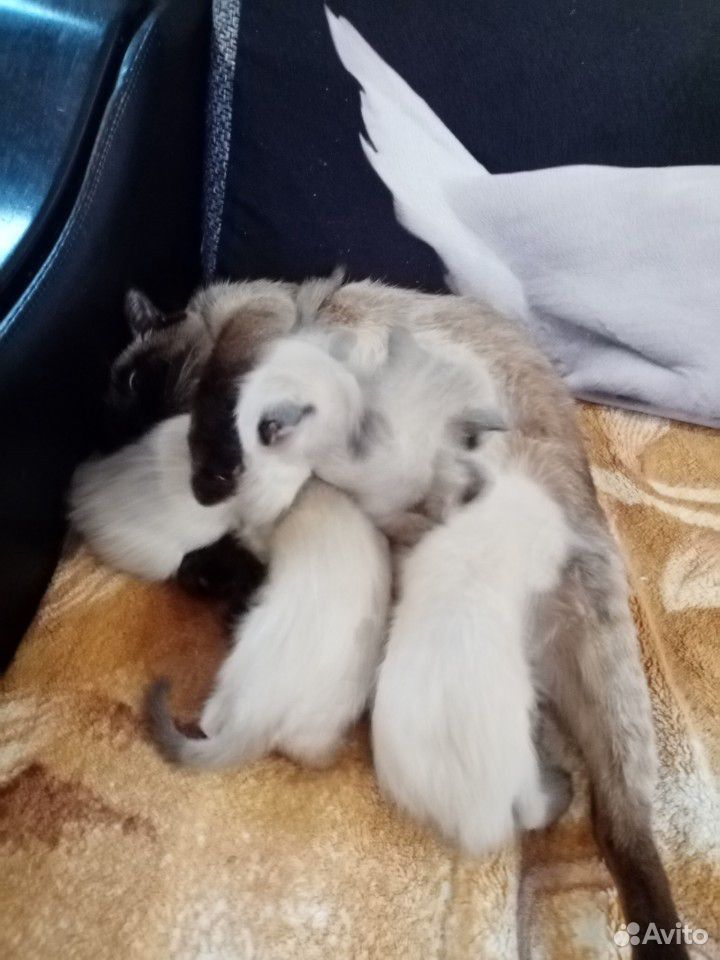 Продаём прекрасных тайских котят, возраст 1 месяц