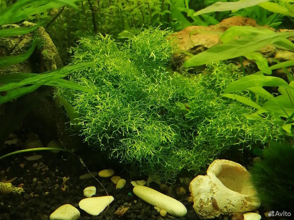 Растения Аквариумные