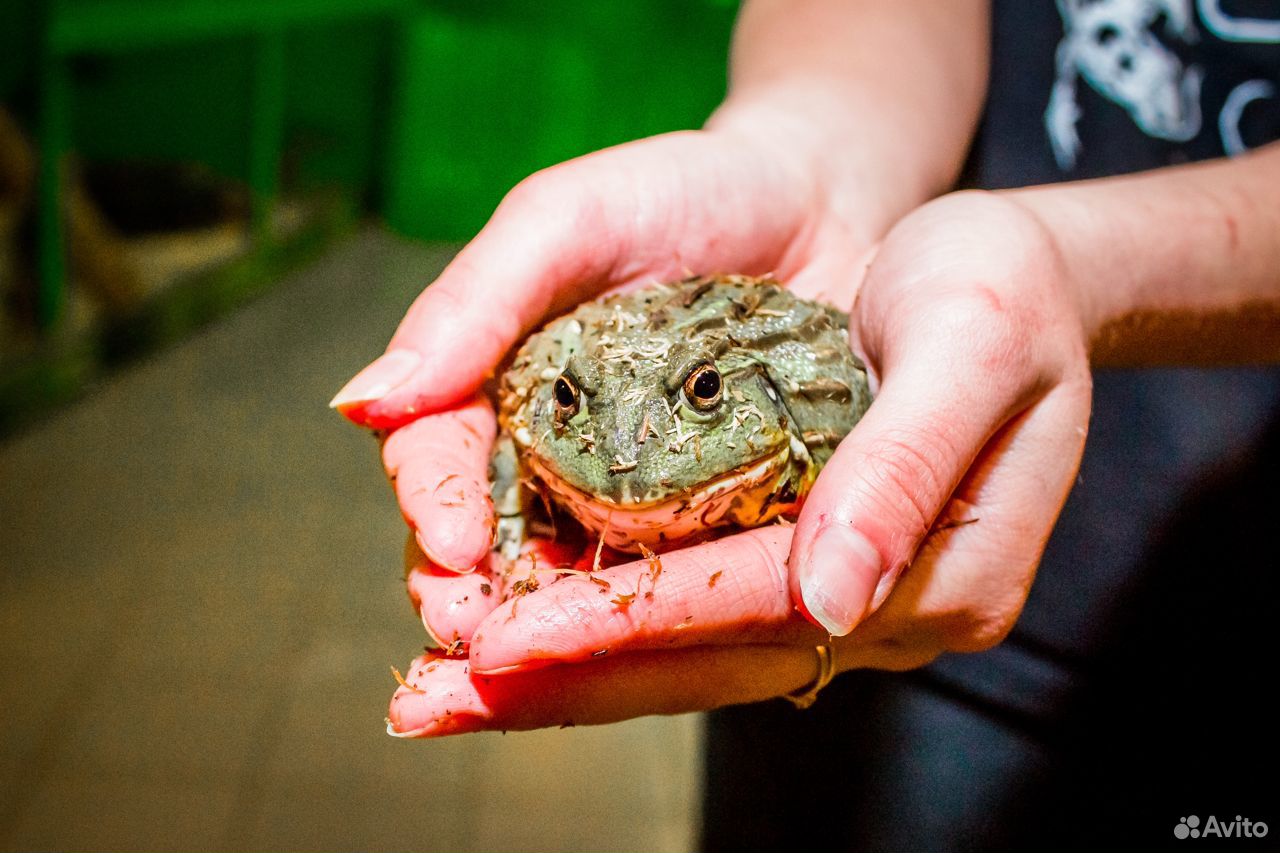 Лягушка водонос