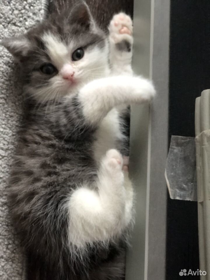 Британский котёнок