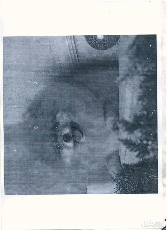 Собака шпиц