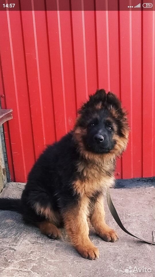 Обученные щенки немецкой овчарки 3,5 месяца