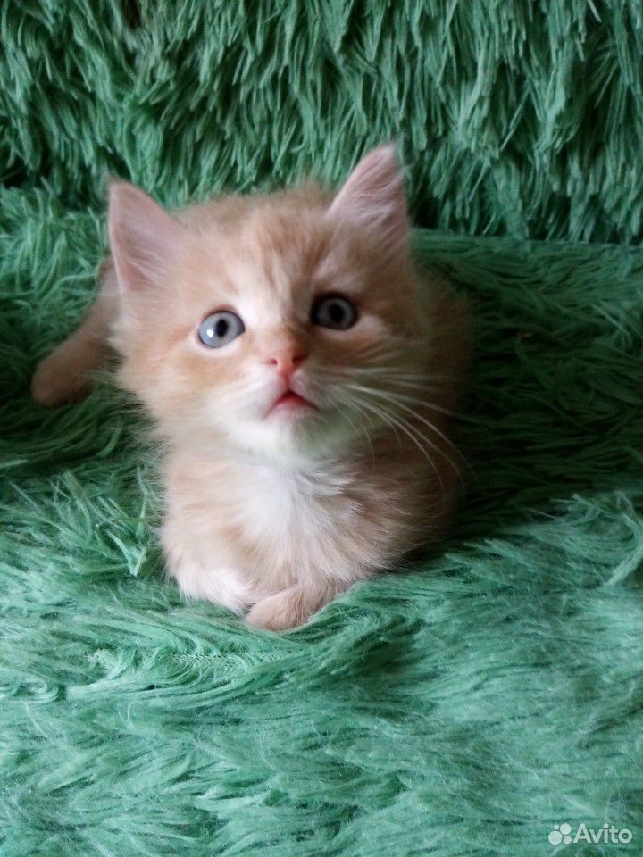 Персиковое счастье