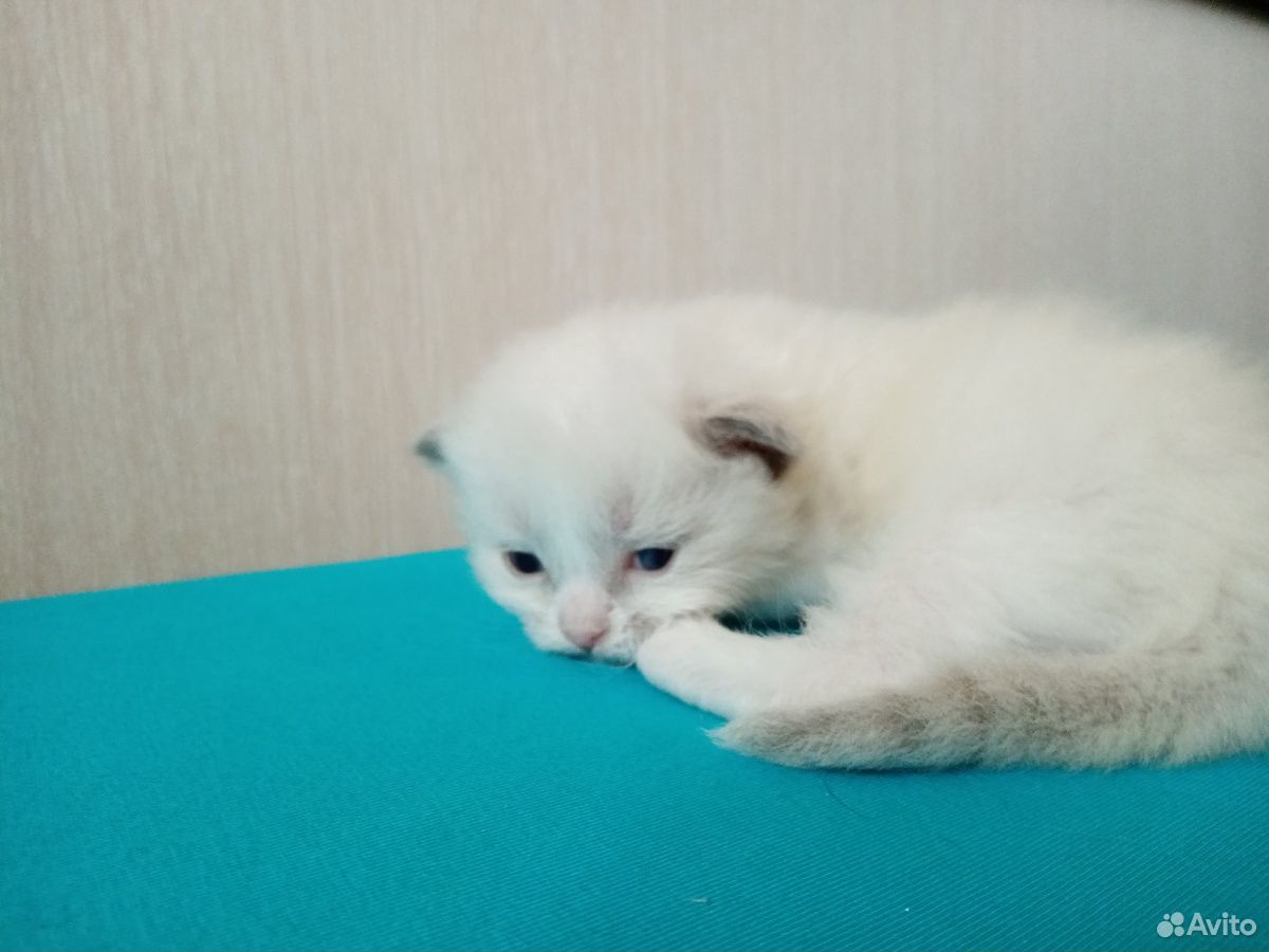 Малютки Рэгдолл