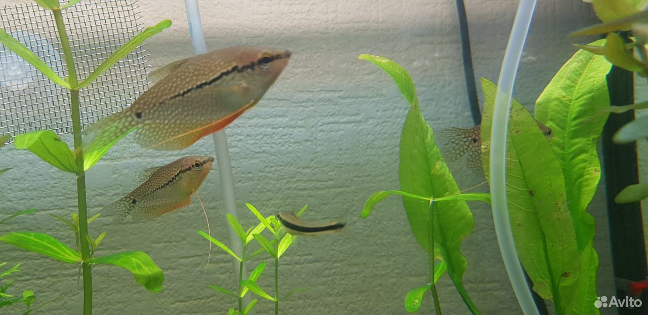 Гурами жемчужный (самочка) 3 штуки