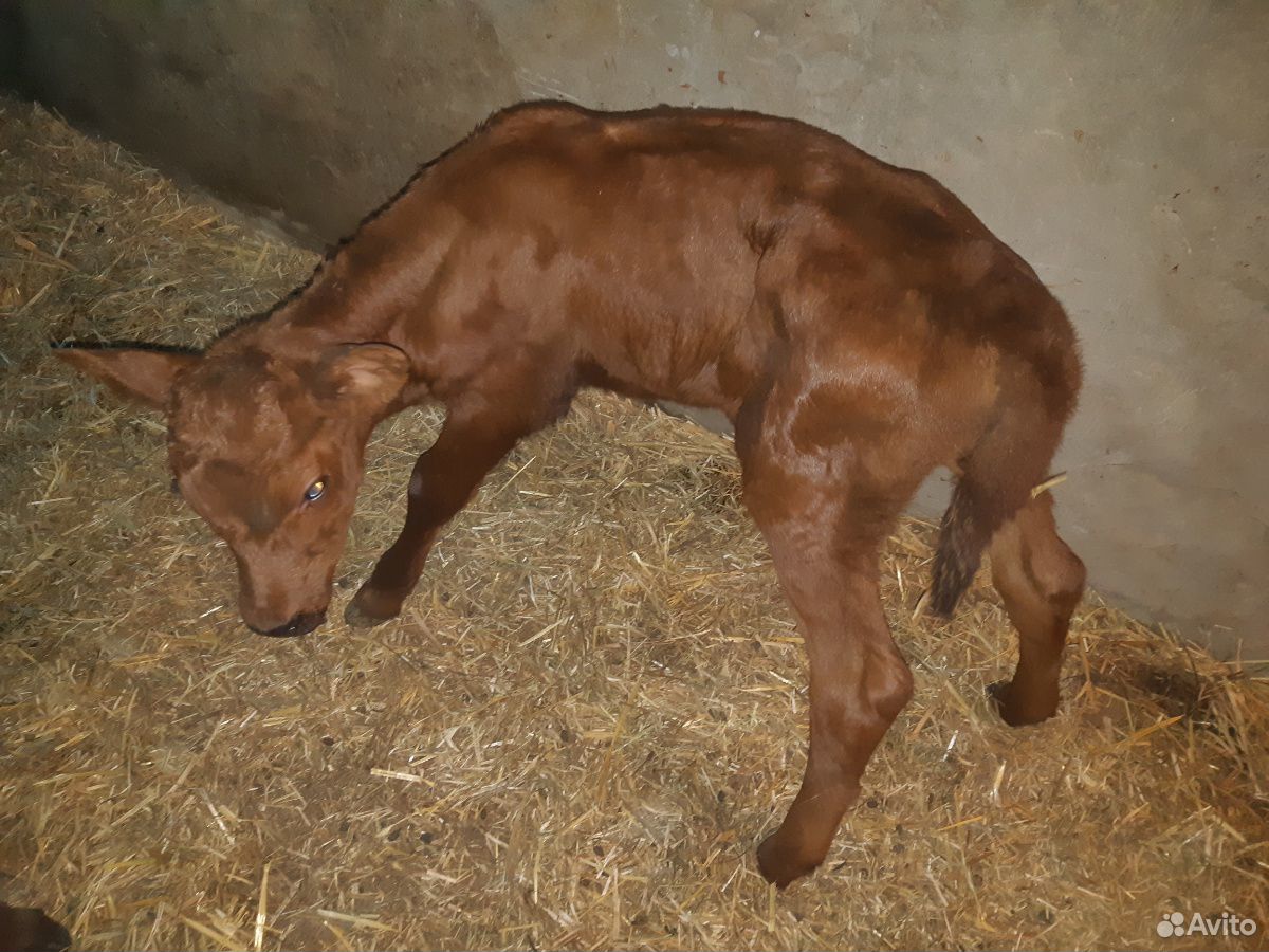 Две телочки