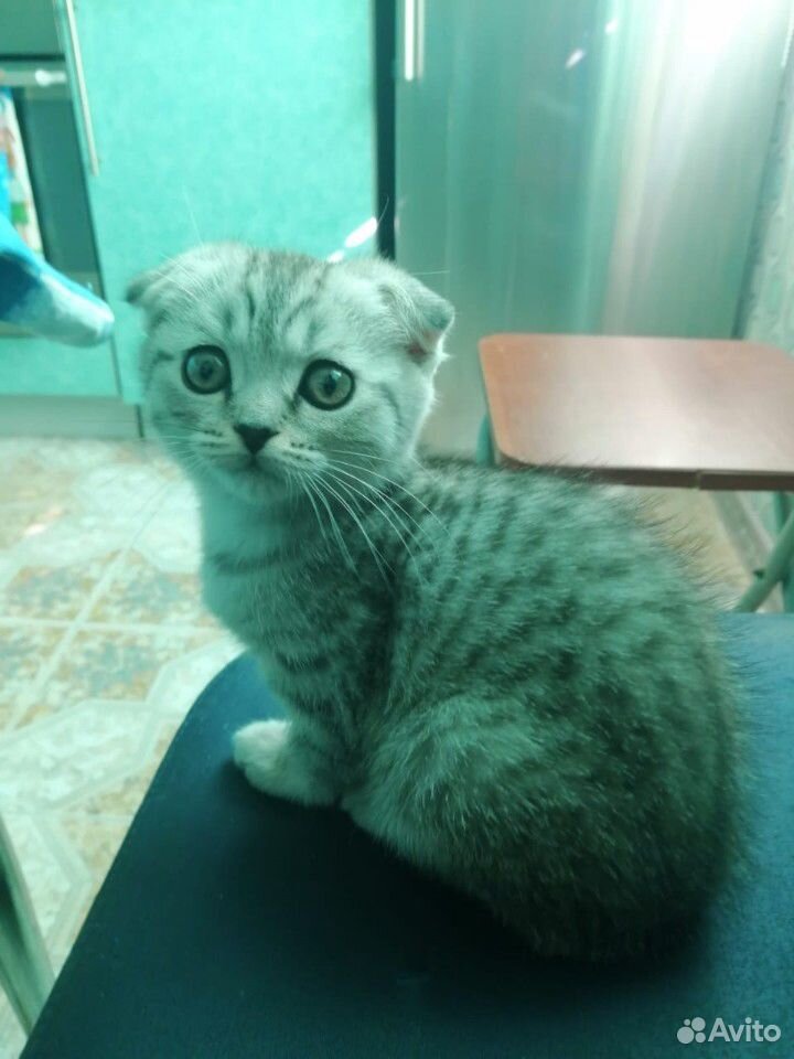 Шотландская