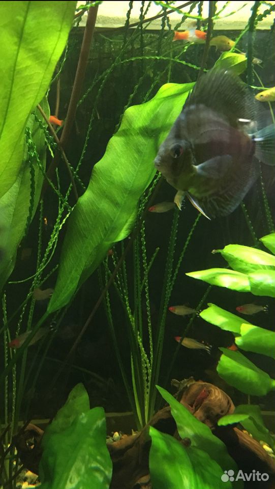 Кринум волнистый